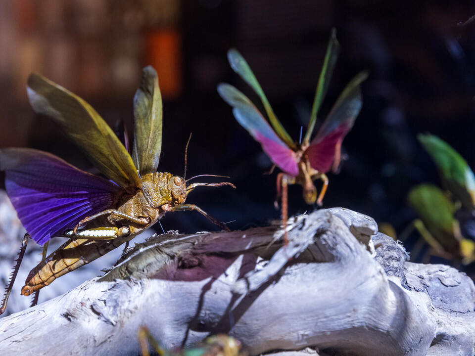 Das neue Panorama „Amazonien“ im Gasometer Pforzheim zeigt die ...