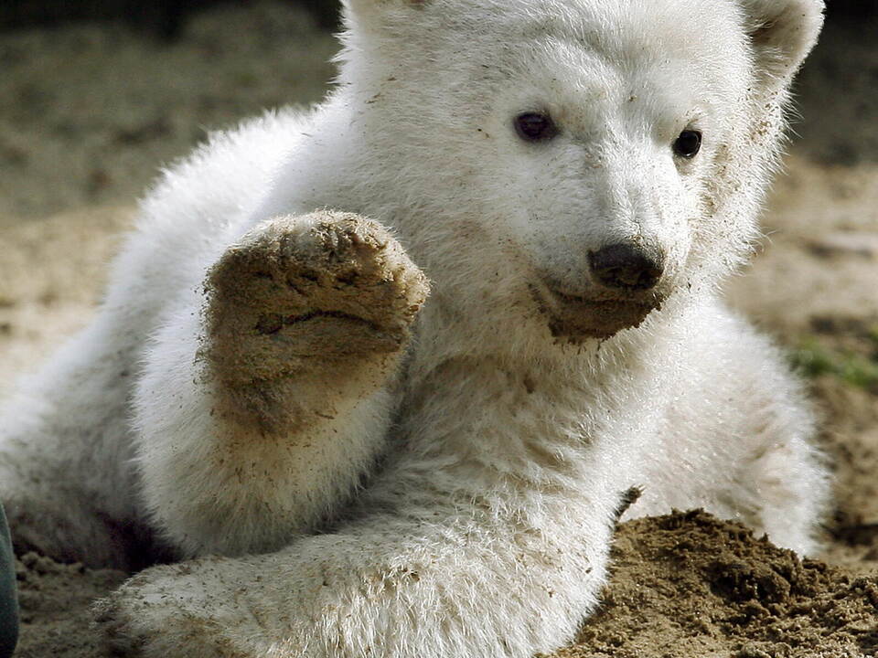 Eis, Eis, Eisbär-Baby! Im Karlsruher Zoo macht sich langsam Optimismus ...