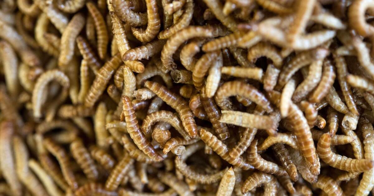Insekten in Lebensmitteln: Nische oder Trend? - Wirtschaft weltweit ...