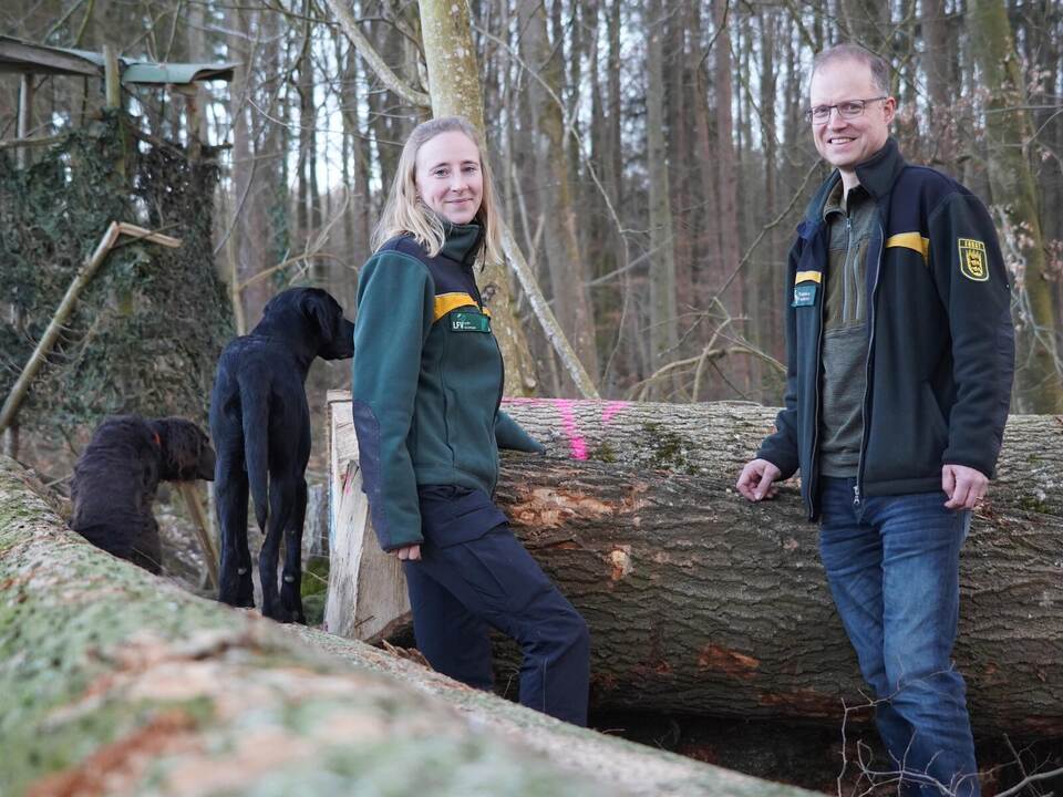 Im Enzkreis: Was bedeuten die Zeichen auf gefällten Bäumen im Wald ...