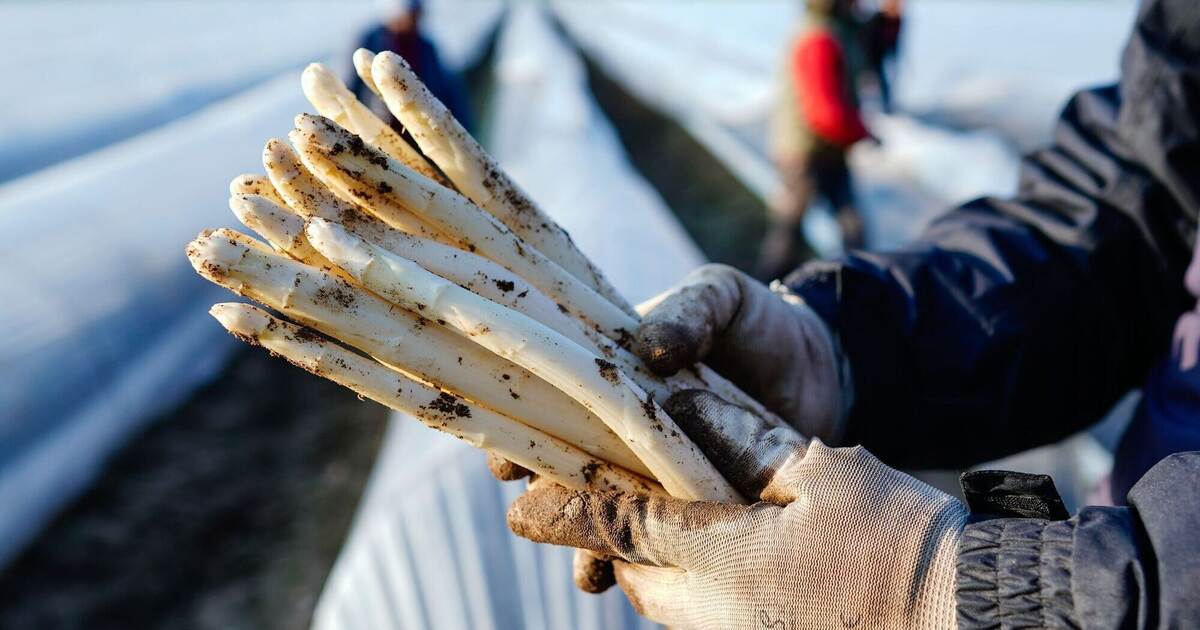 Spargelsaison beginnt – erster Spargel in Teilen Badens - Baden ...