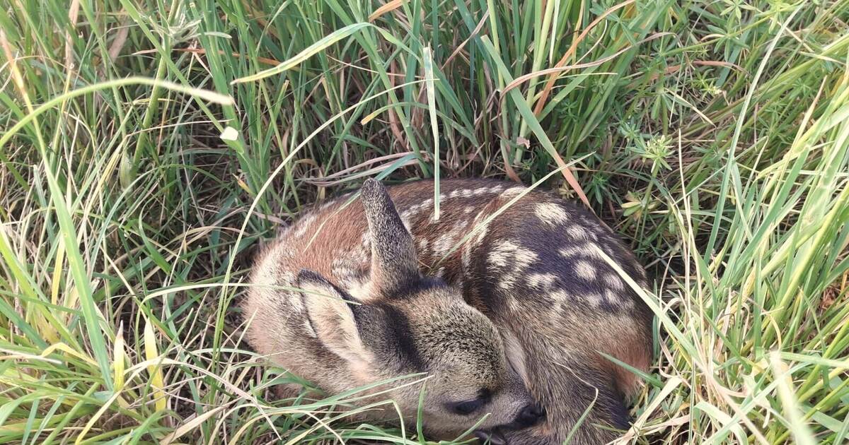 Aufzuchtzeit im Enzkreis: Was Spaziergänger zum Schutz von Wildtieren tun können - Region ...