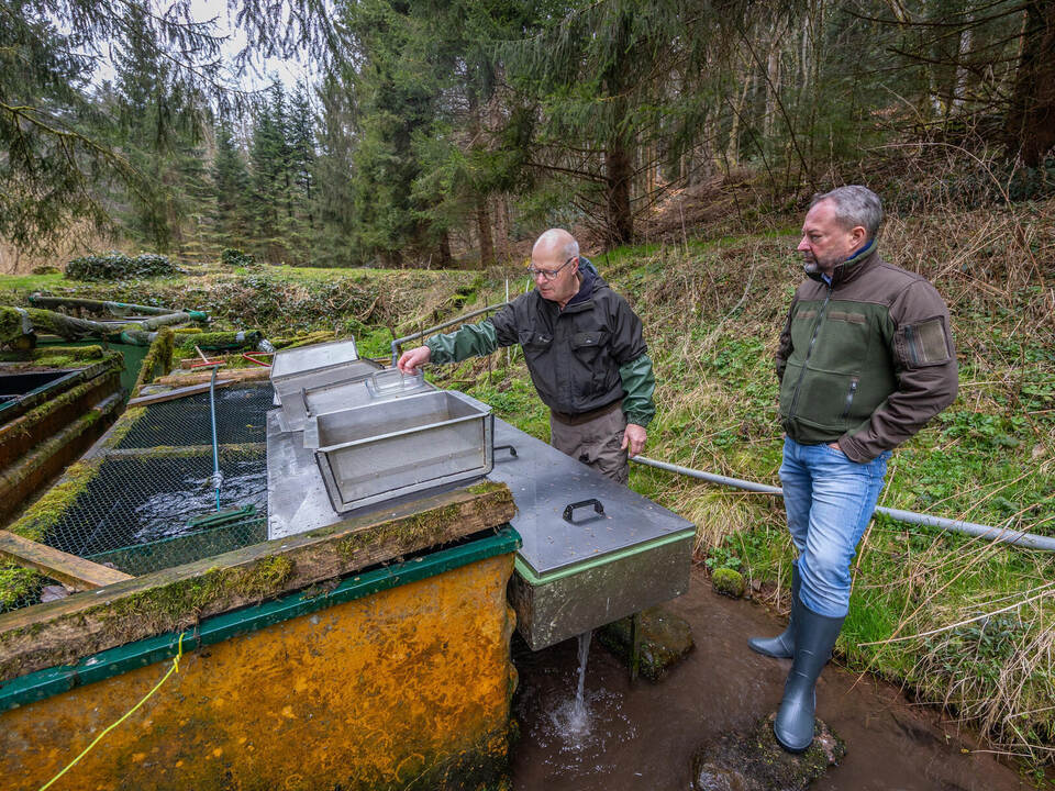 Vom Laichen zum Jungfisch: Pforzheimer Fischerklub setzt auf Nachwuchs-Arbeit - Pforzheim ...