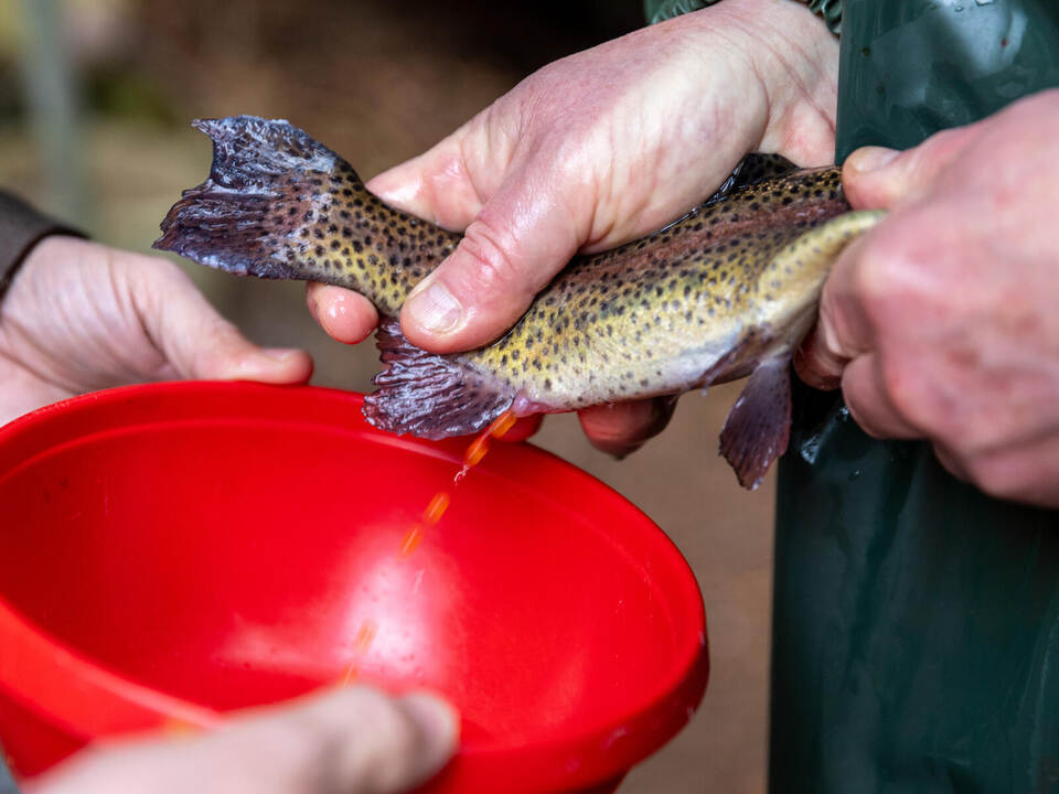 Vom Laichen zum Jungfisch: Pforzheimer Fischerklub setzt auf Nachwuchs ...