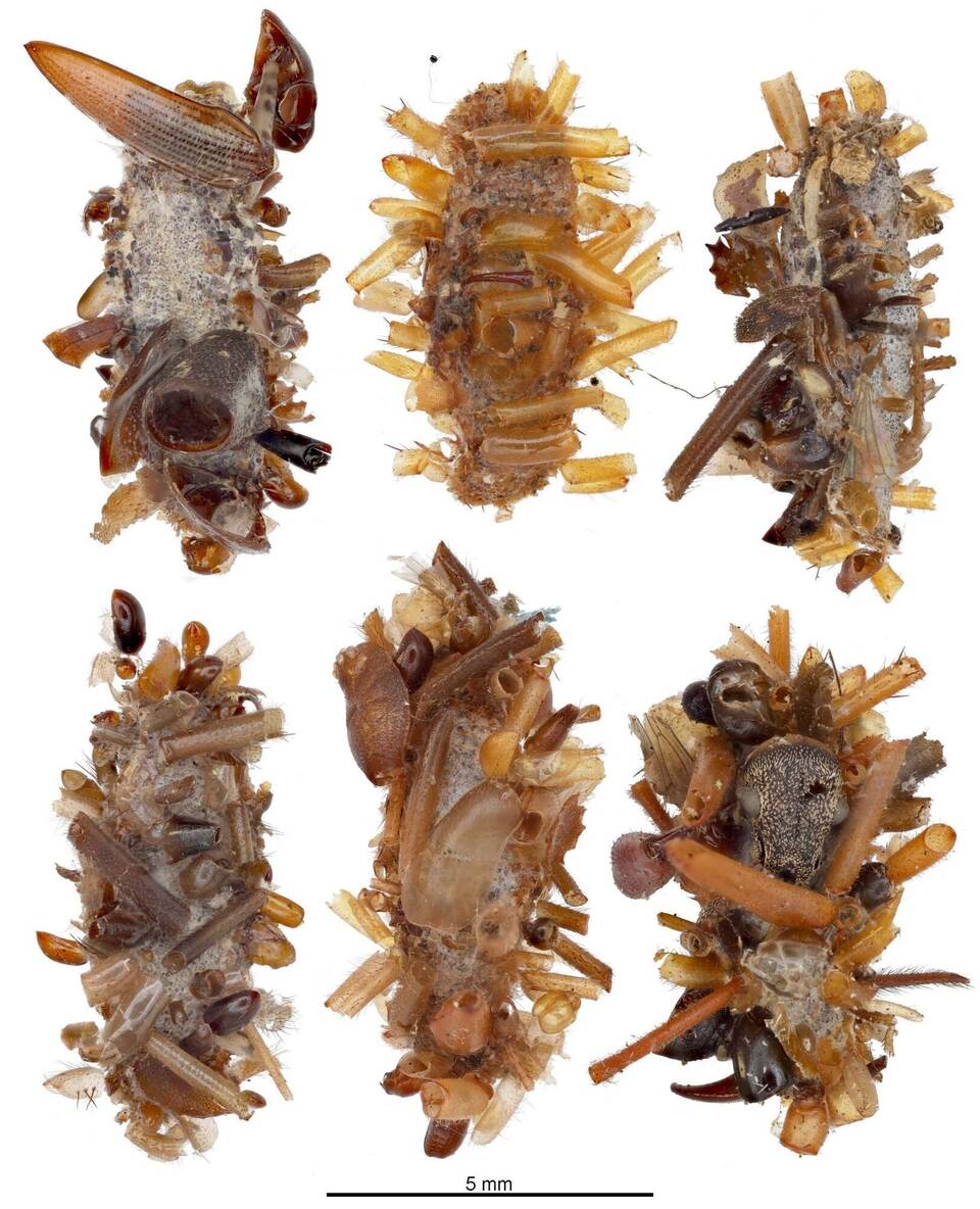 Knochensammler-Raupe trägt Überreste ihrer Beute als Tarnung - Service ...