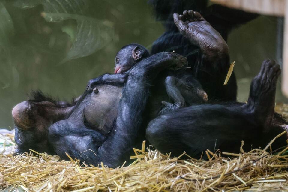 Bonobo-Baby im Kölner Zoo geboren - PZ-news.de - Nachrichten aus Pforzheim und Enzkreis ...