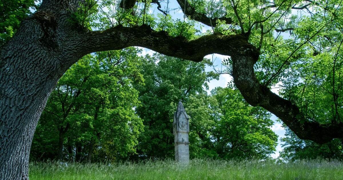 Historische Parkanlagen im Klimastress - Service - Pforzheimer-Zeitung
