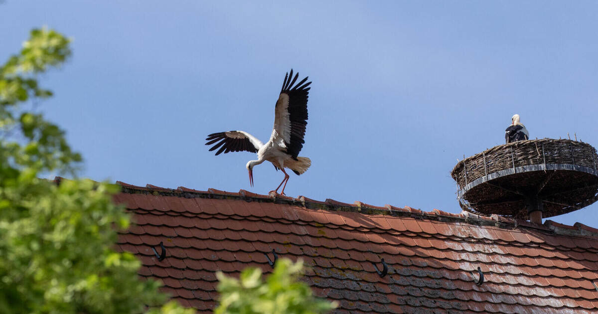 Trockenheit und Futterknappheit macht Storcheneltern in Ellmendingen zu schaffen - Region ...
