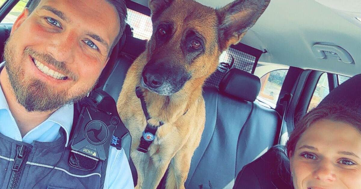 Einsatz für Kommissar Rex: Warum ein Hund im Calwer Streifenwagen ...