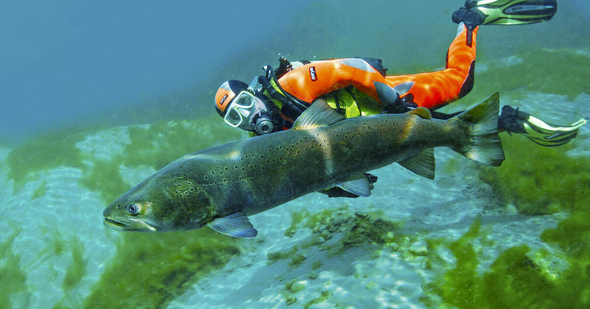 Mann aus Pforzheim fotografiert Spektakuläres im Süßwasser - und stellt ...