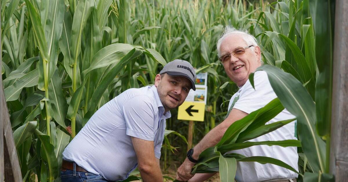 Abenteuer im grünen Irrgarten: Maislabyrinth in Eutingen eröffnet ...