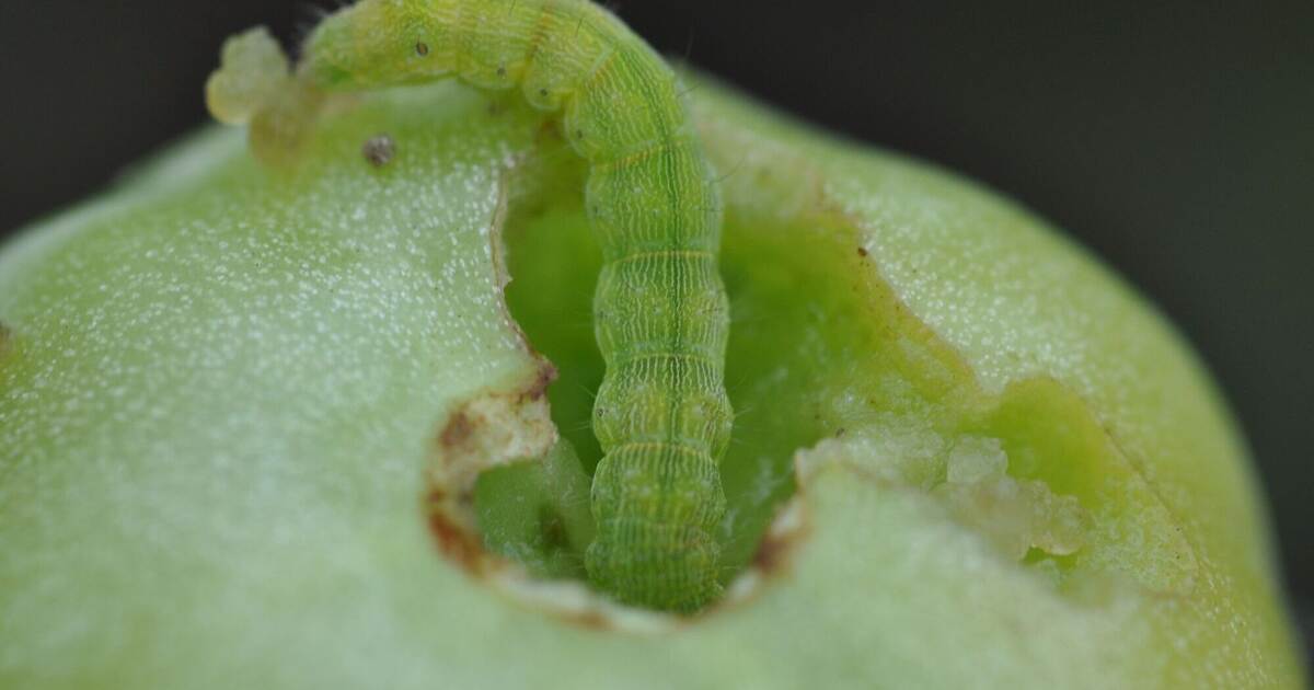 Tropen-Schädling zieht aus der Schweiz Richtung Norden - Baden ...