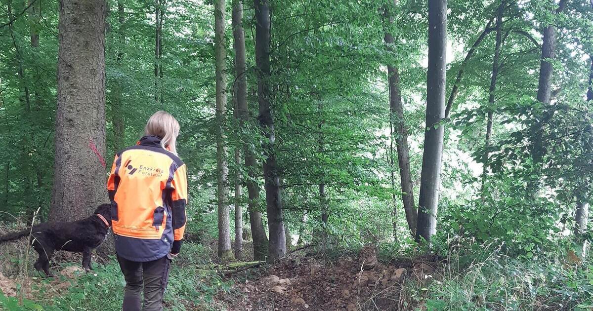 Waldstrategie Baden-Württemberg: Maßnahmen zum Wasserrückhalt im Forst ...