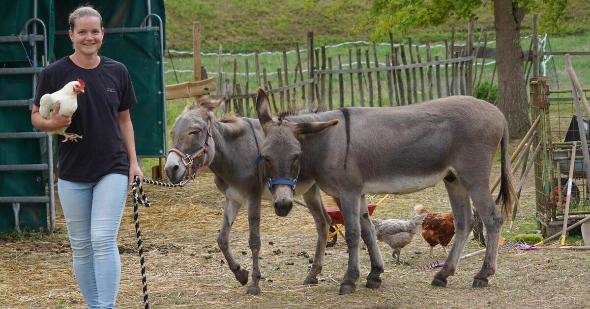Wandern mit Eseln in Königsbach-Stein: Mit Frida und Anton auf ...