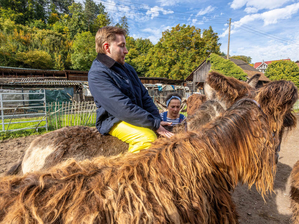 Seltene Poitou-Esel in Bretten: Michaela Martin teilt ihre Leidenschaft ...