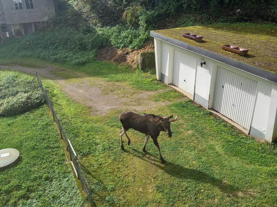 "Das Vertrauen wurde massiv missbraucht": Wie kam Pforzheims Promi-Elch ...