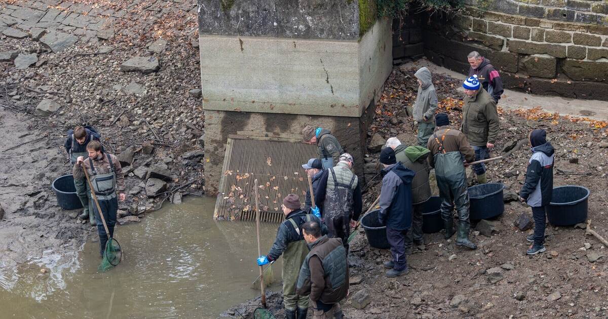 Fische, Schlamm und viel Einsatz: Tiefer See in Maulbronn wird geleert ...