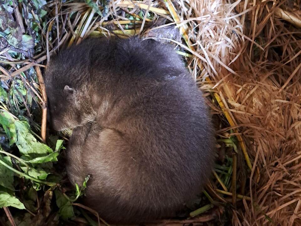Eine ziemlich scheue Sensation: Otter-Nachwuchs in Pforzheimer Wildpark ...