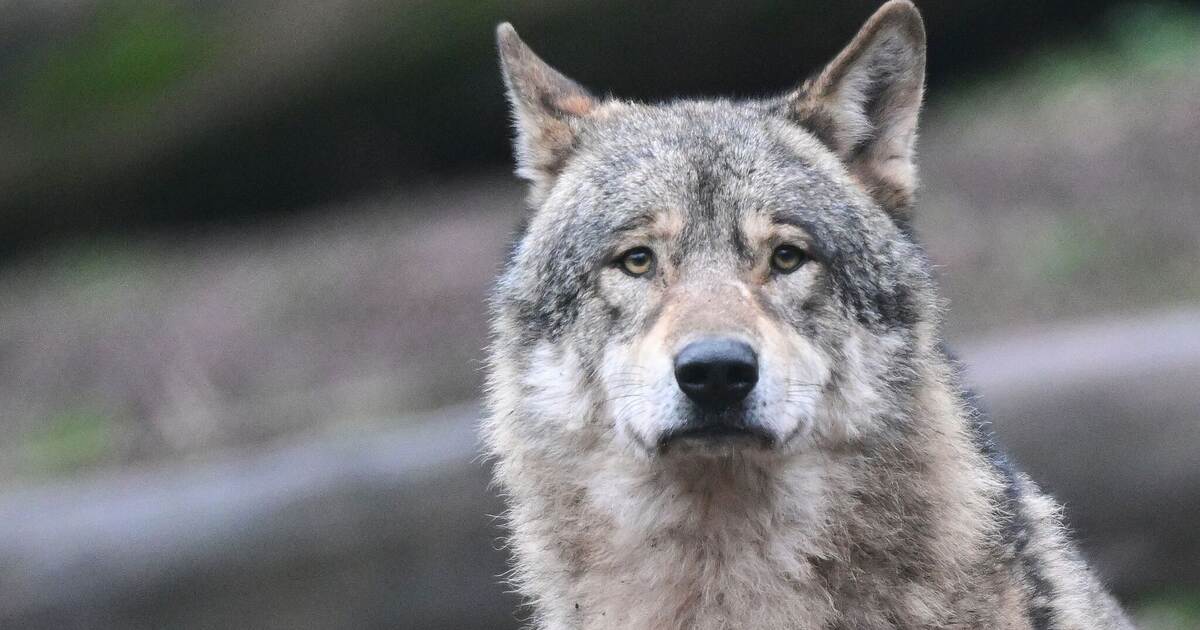 Wolf im Visier von Spezialjägern und politische Schlüsse: Land und ...