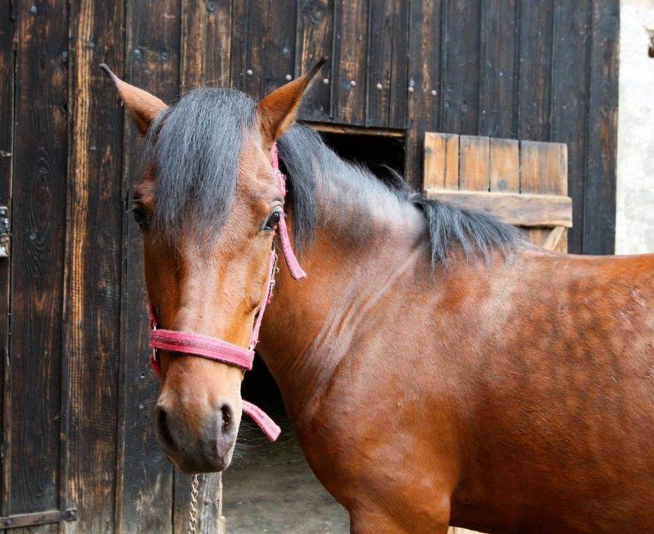 Pferd in Panik: Flucht endet auf Balkon - Bildergalerien - Pforzheimer ...
