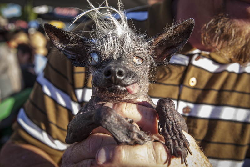 Schaulaufen der «Ugly Dogs»: Sweepee Rambo ist hässlichster Hund ...
