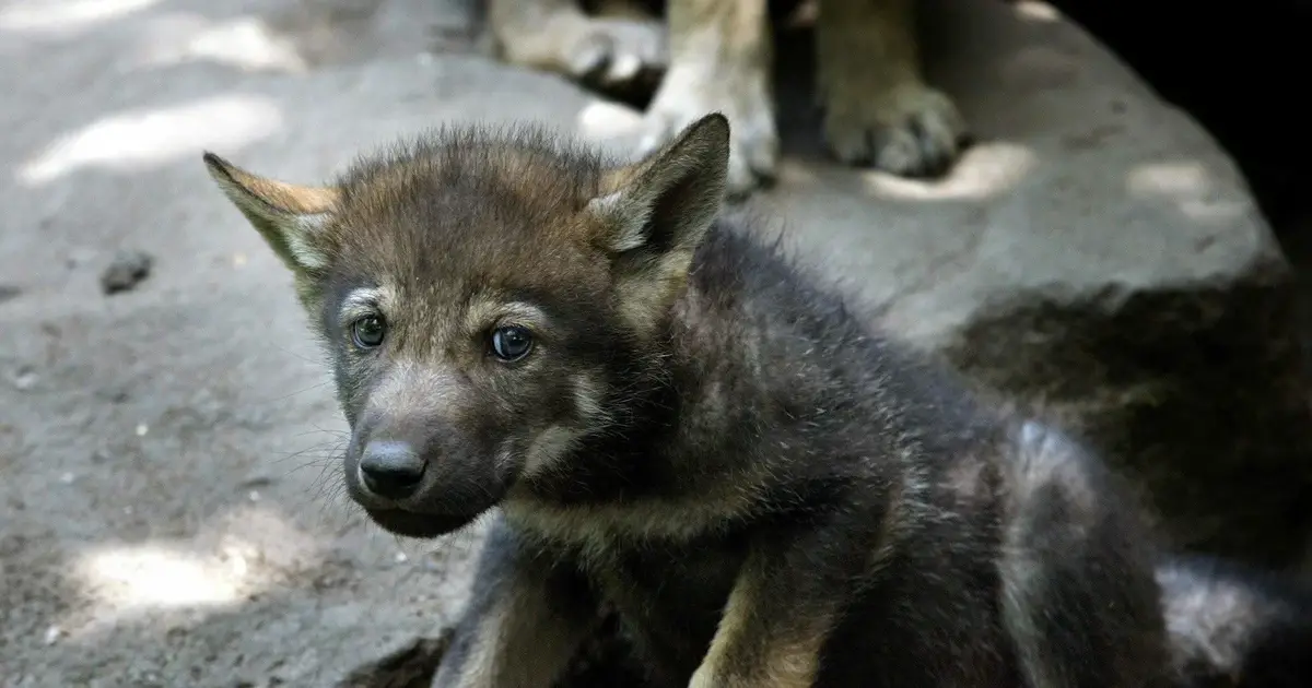 Keine Spur vom Wolf in Baden-Württemberg - Baden-Württemberg ...