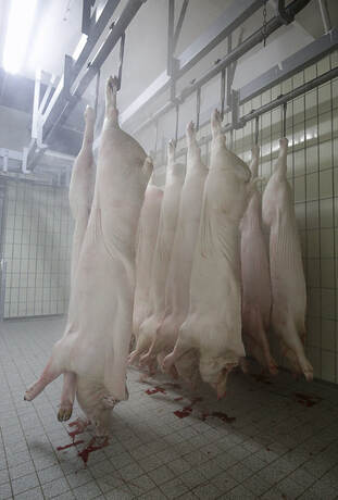 Vom Schwein zum Steak: Zu Besuch beim Schlachter - Bildergalerien ...