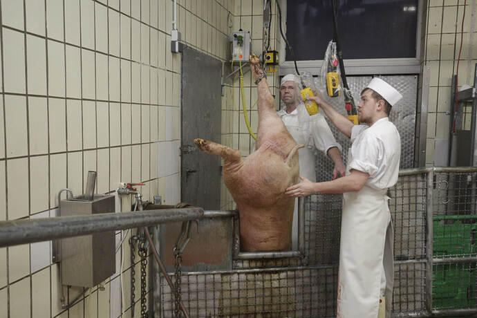 Vom Schwein zum Steak: Zu Besuch beim Schlachter - Bildergalerie ...