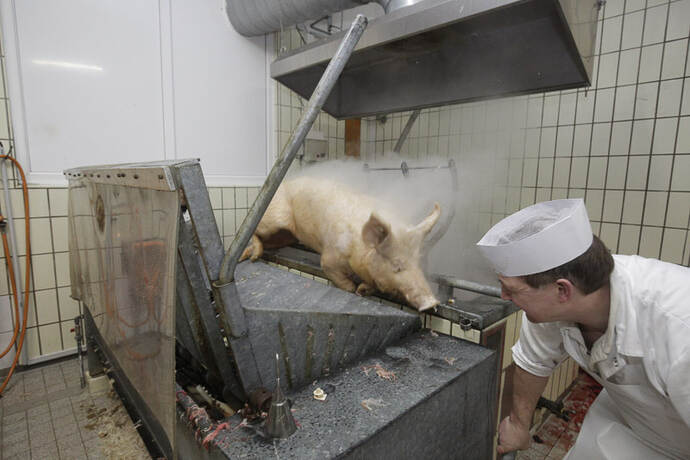 Vom Schwein zum Steak: Zu Besuch beim Schlachter - Bildergalerien ...