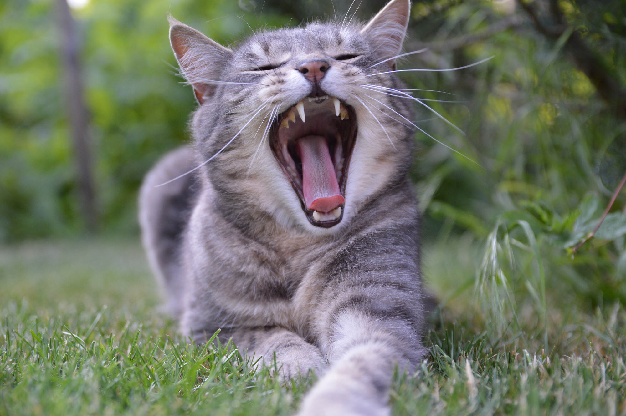 Das sind die schönsten Katzenbilder der PZ-Leser (Teil 1 ...