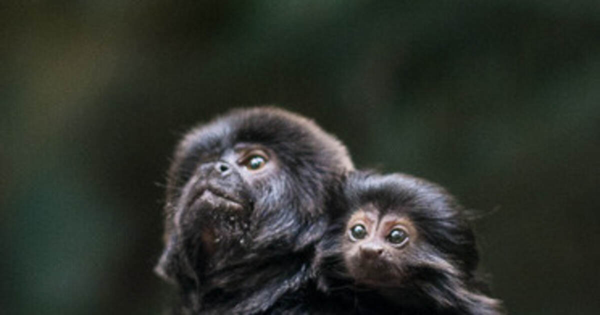 Kleinste Affen der Welt mit Nachwuchs im Wilhelma - Baden-Württemberg ...