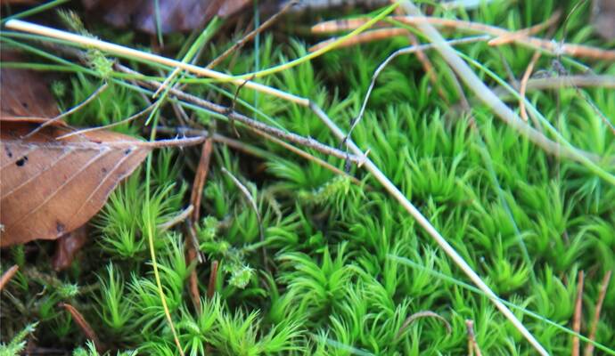 Die faszinierende Welt der Moose – rund 830 Arten in Baden-Württemberg