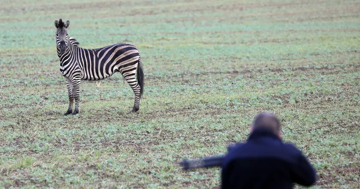 Zebrastreifen auf der Autobahn? Ausgebüxtes Zebra wird erschossen ...