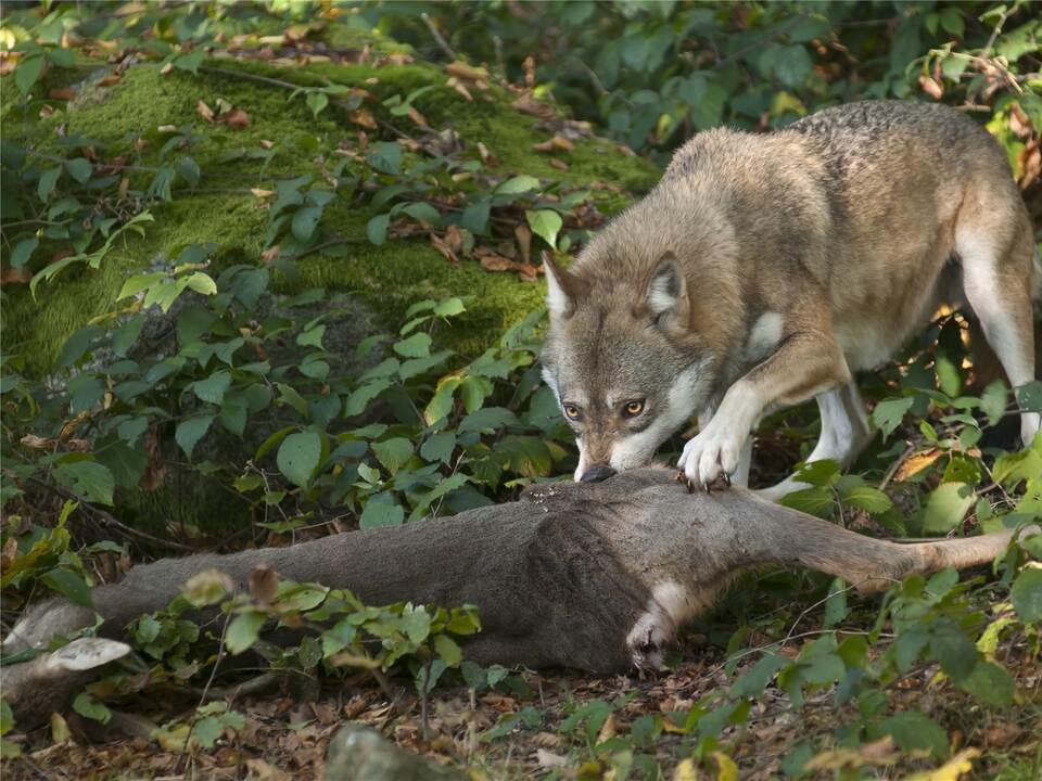 Getötetes Reh in Kieselbronn: Ist ein Wolf für die Attacke ...