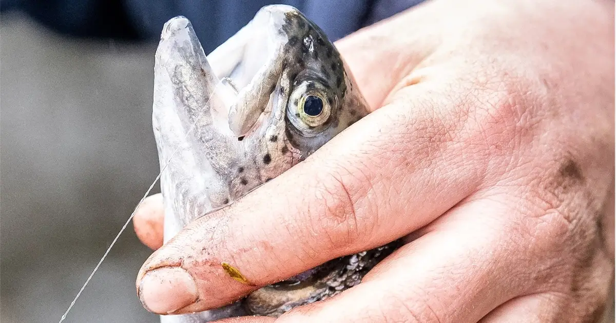 Stinkender Fisch neben Dönerspieß: Veterinäramt Göppingen ermittelt ...