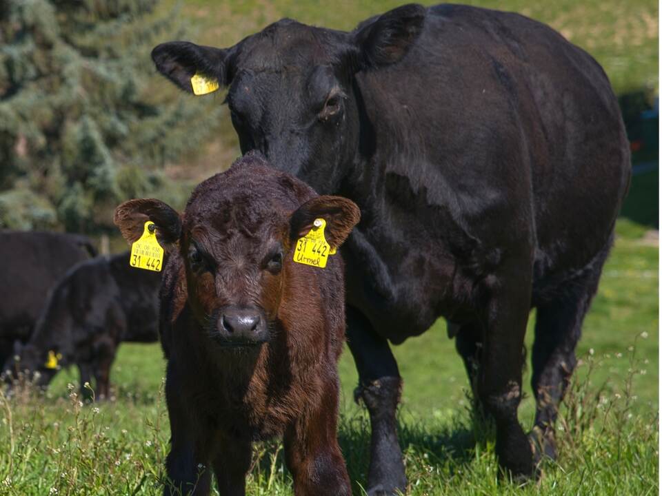 Das Kalb bleibt bei der Mutter: So arbeitet ein Hof zwischen Birkenfeld ...