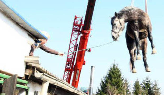 Pferd in Dach eingebrochen - Mit Kran und Gurten gerettet - Nachrichten ...