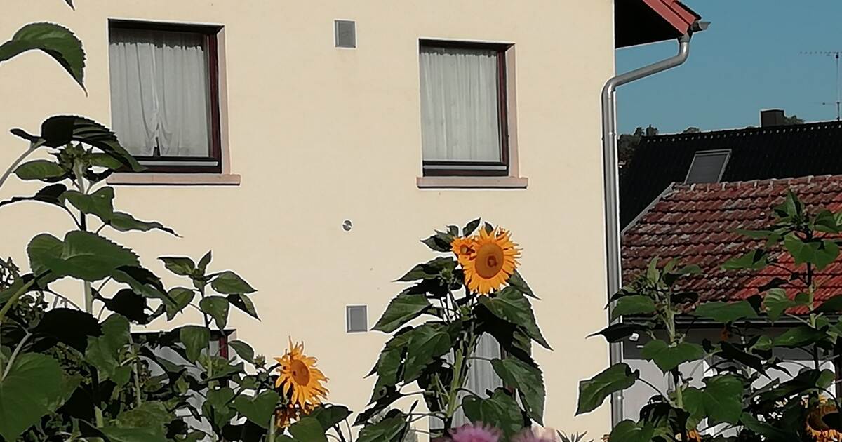 Die Wandlung eines Schottergartens in Öschelbronn - Bildergalerie ...