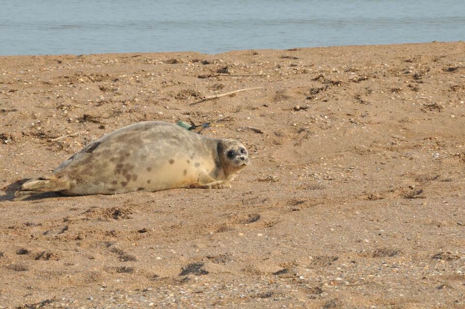 Tierschützer: Robben-Bestand im Kaspischen Meer schrumpft - Deutschland ...