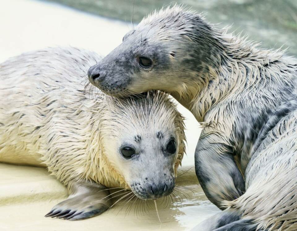 Erste Heuler der Saison in Seehundstation angekommen - Deutschland und ...