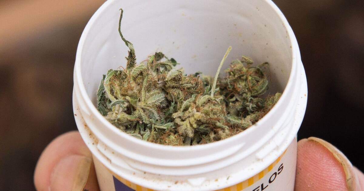 Cannabis-Abgabe: Verkäufer sollen Süchtige erkennen können ...