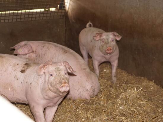 Farm-Fenster stellt Landwirtschaft im Enzkreis vor: So werden Schweine ...