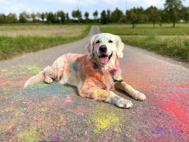 Welthundetag: Das sind die schönsten Bilder der PZ-news-Leser – Teil 1 ...