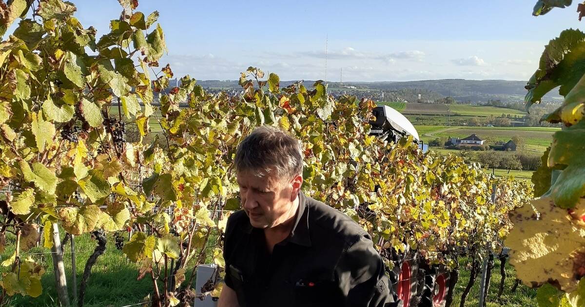 Weinfans dürfen sich freuen: Winzer aus der Region zufrieden mit gutem ...