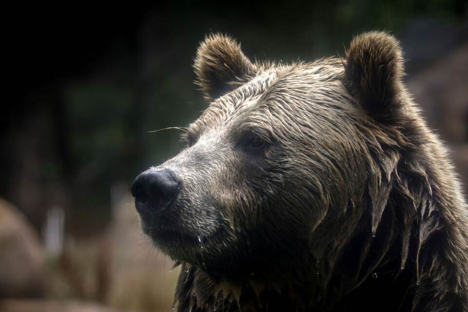 Grizzlybär-Bestände in den Rocky Mountains erholen sich - Deutschland ...