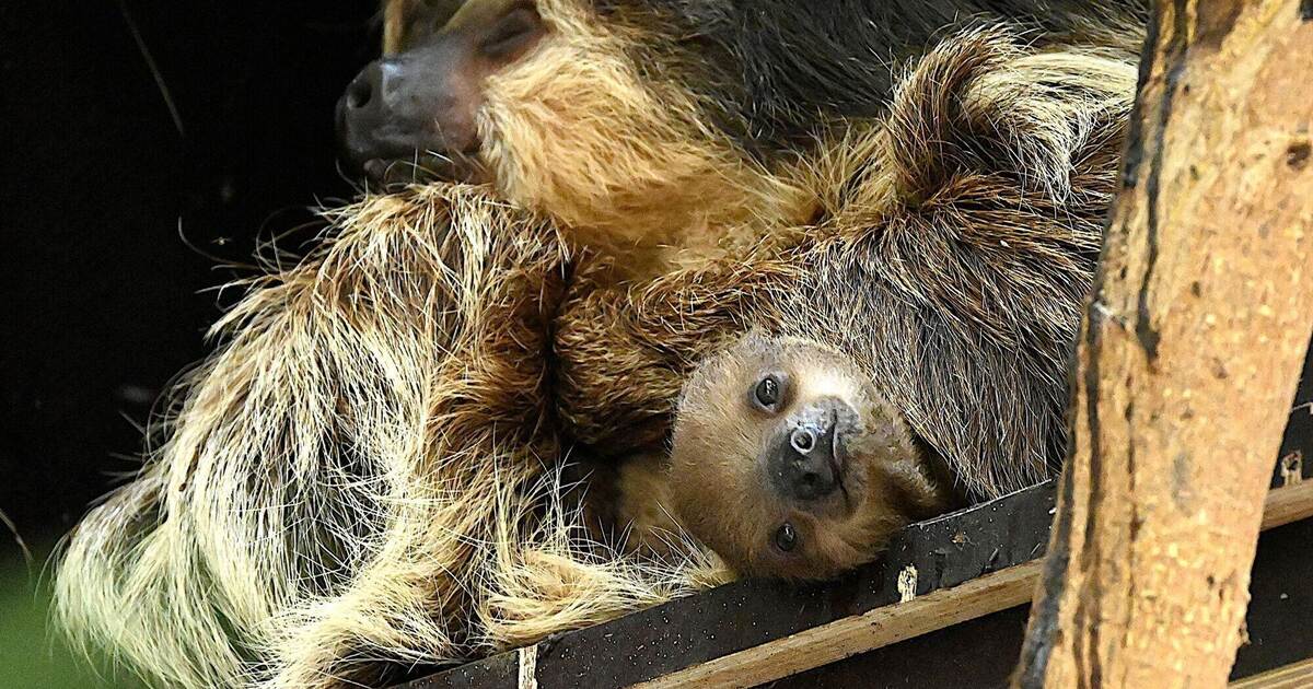 Faultier-Baby im Heidelberg Zoo geboren - Baden-Württemberg ...