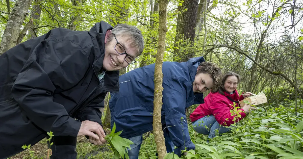 Jagd aufs grüne Wunderkraut: Große Resonanz bei PZ-Bärlauchwanderung im Ötisheimer Wald - Region ...