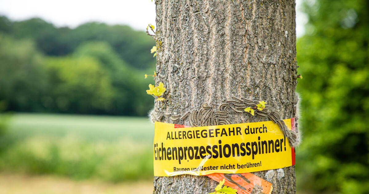 Eichenprozessionsspinner: So will die Stadt Pforzheim gegen die Raupen vorgehen - Pforzheim ...