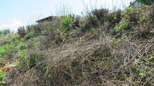 „Was ist denn das am alten Bahndamm in Ellmendingen für ein Wildwuchs ...