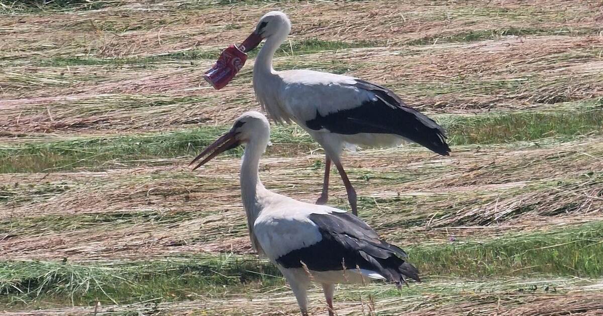 Mit Schnabel in Getränkedose: Sorge um Storch in Frankreich ...